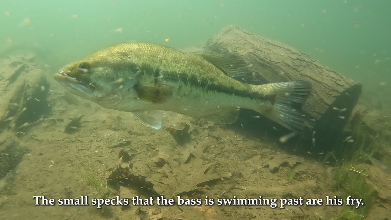 Largemouth Bass Dad with Tiny Fry - YouTube