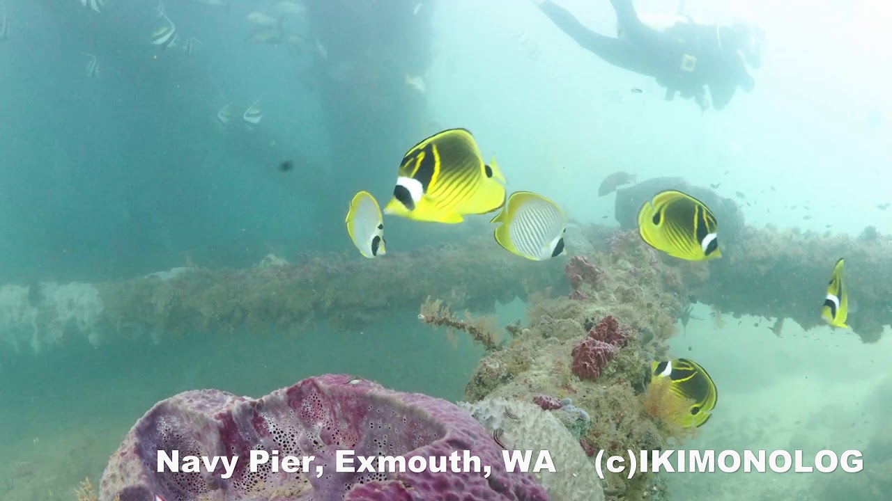 Philippine butterflyfish(Chaetodon adiergastos) and Raccoon ...