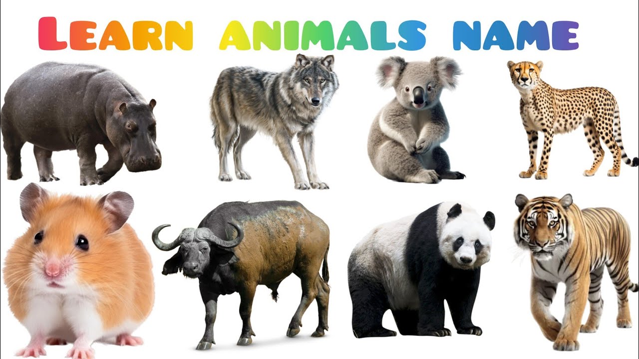 Animals name||kids education video||@smart_kids_club45 - YouTube