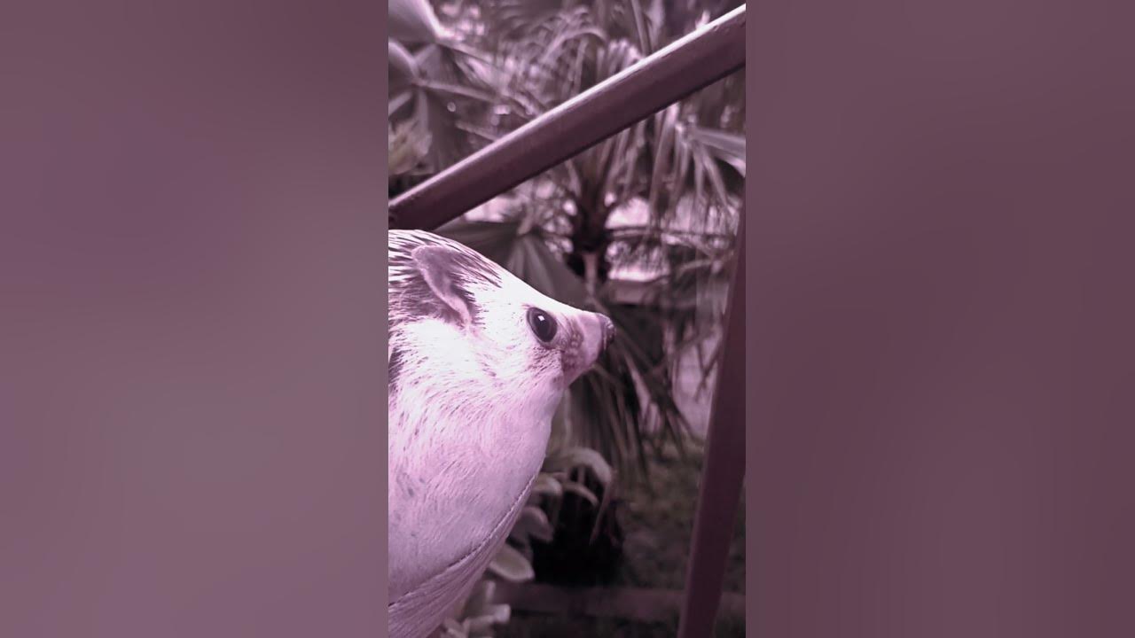 @блоптоп - YouTube
