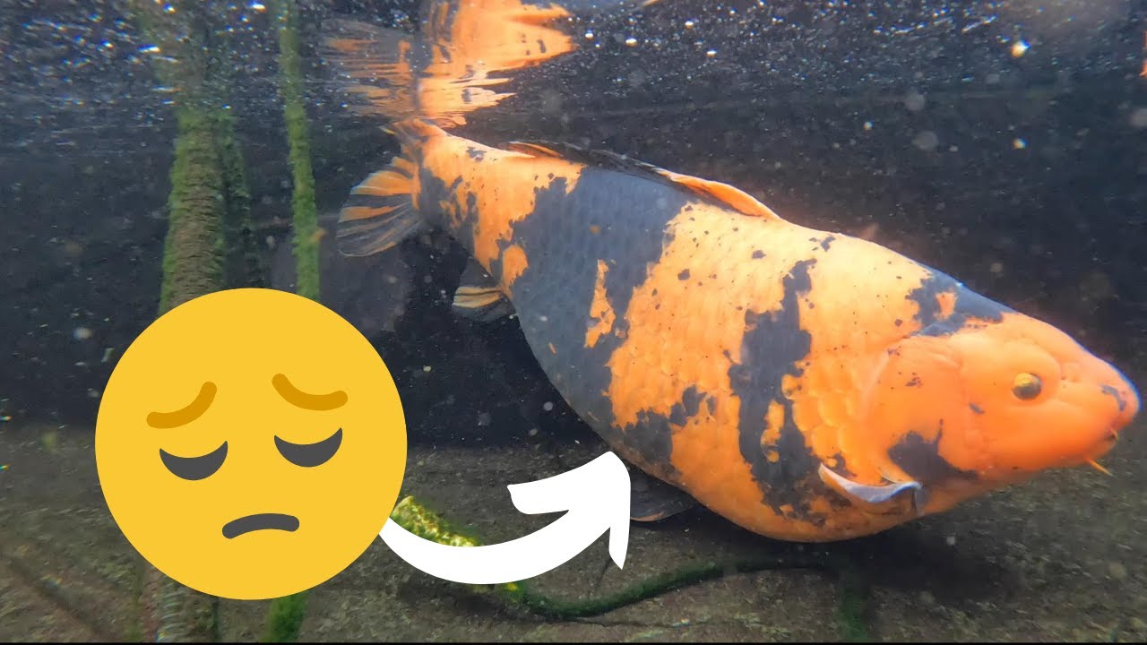 The Koi Growth Conflict: Unveiling the Hidden Dangers of Forcing Rapid ...