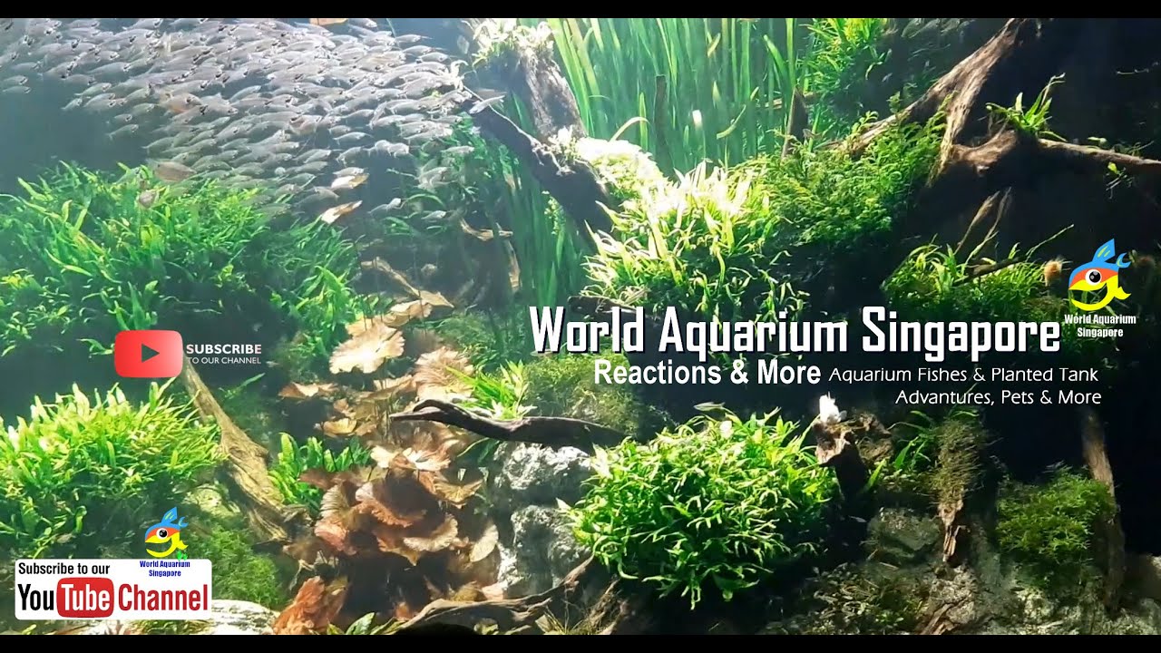 MUST SEE Biggest Giant Best Aquascape Beautiful Freshwater Aquarium ...