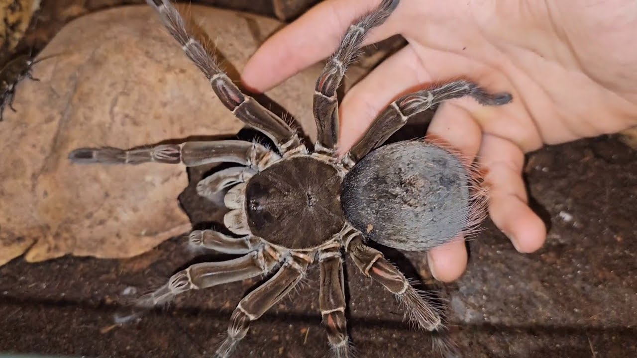 Lottie My Goliath Birdeater Tarantula Health Update After Bad Molt ...