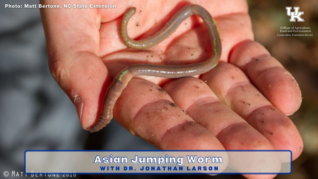 Spotted in Warren County! Asian Jumping Worm - YouTube