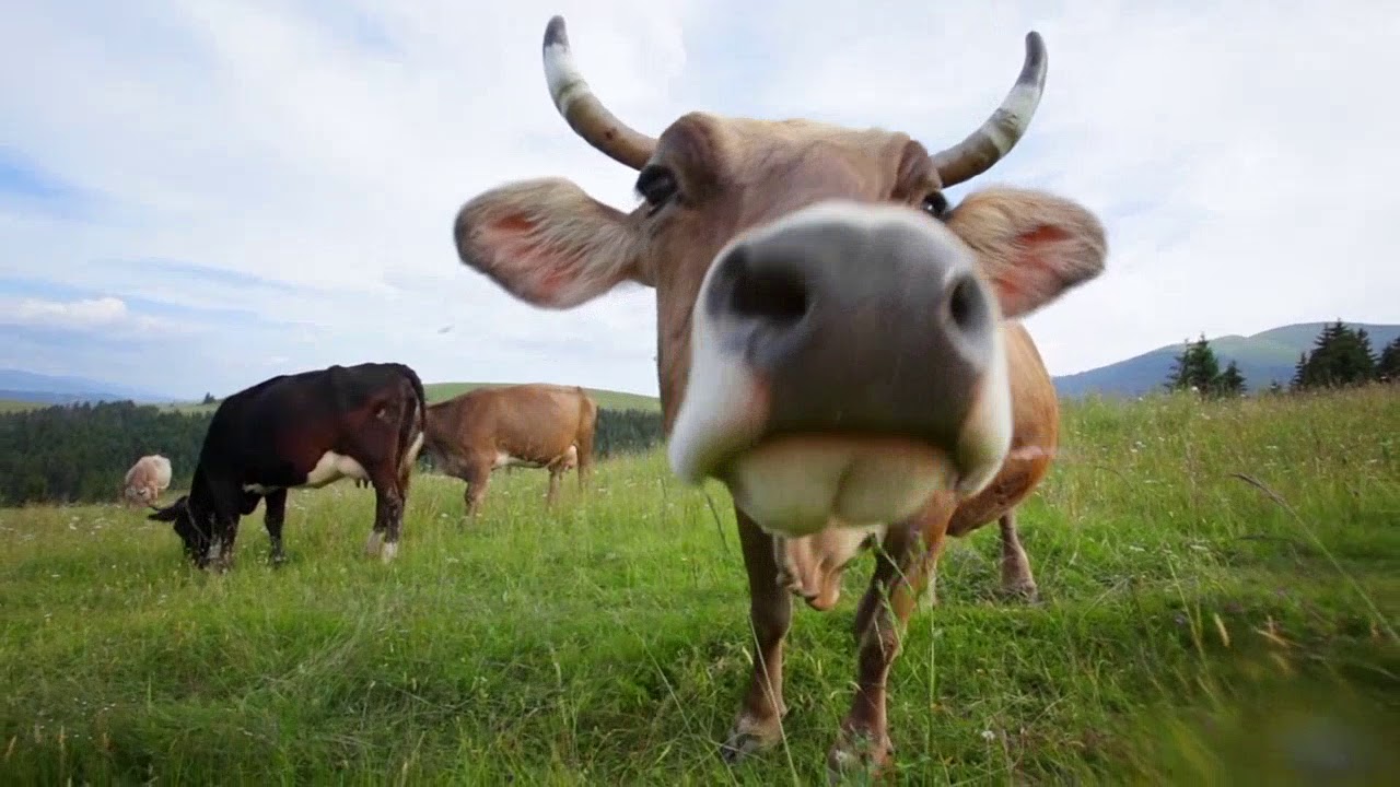 Are you ready to Mooooove? - YouTube