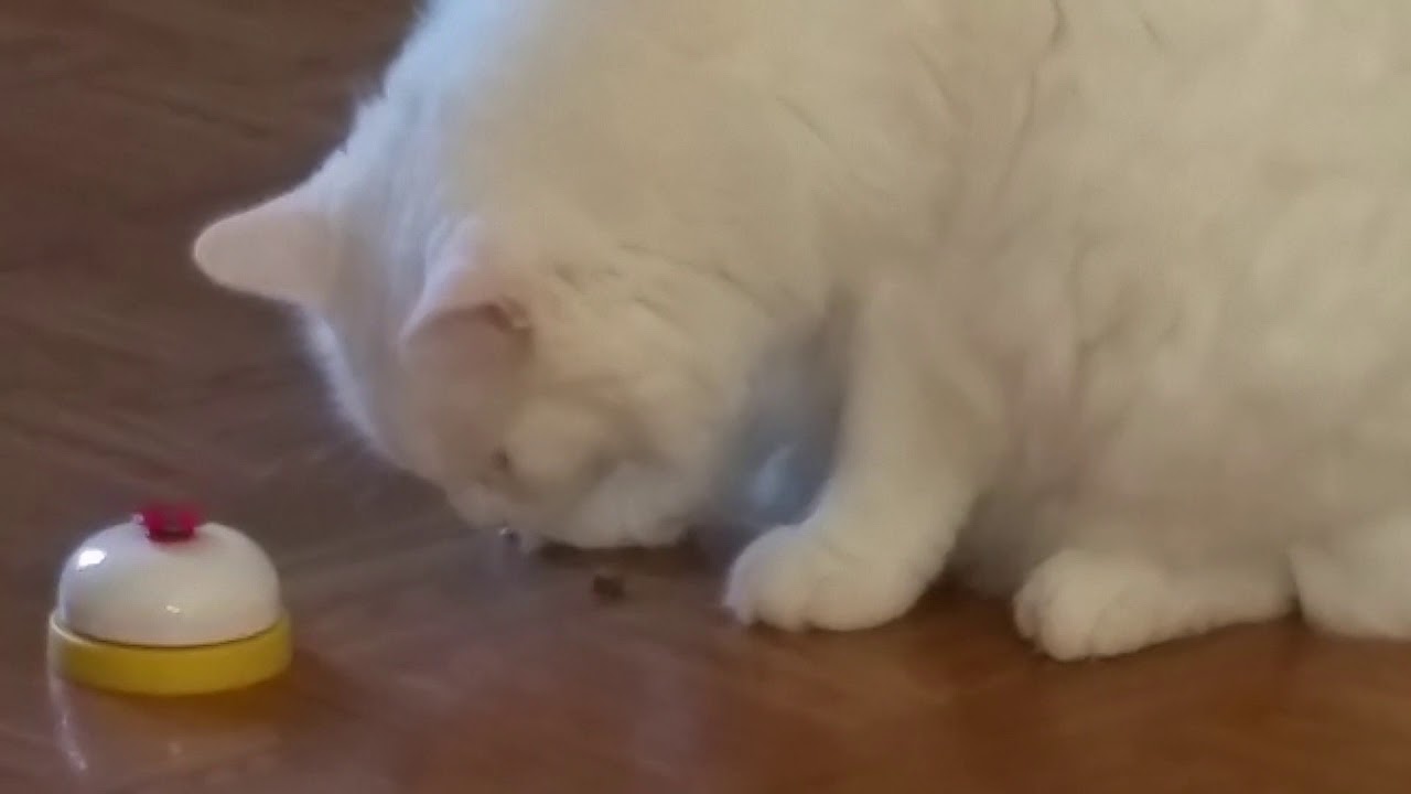 Great White cat learns to ring bell for treats - YouTube