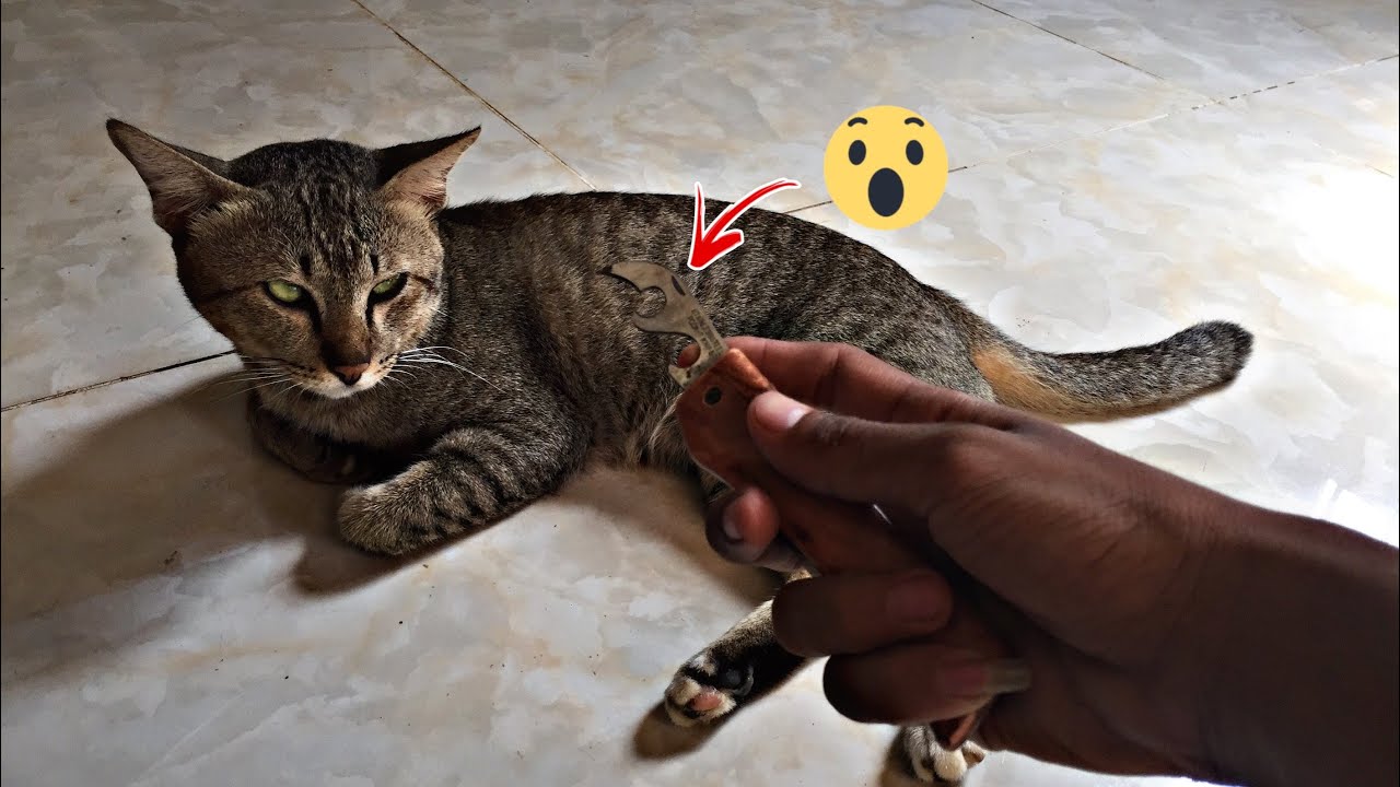 Take a pet knife !poor cat poor cat amazing cat cat very cute animal ...