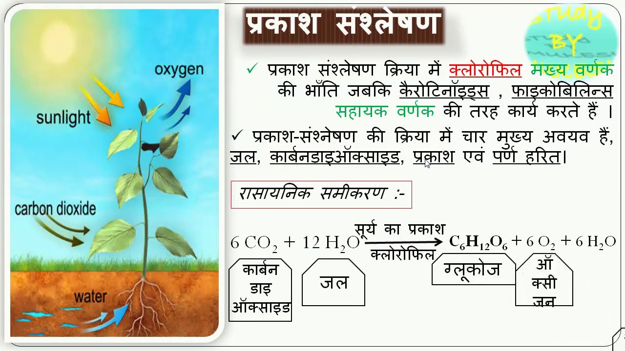 Photosynthesis In Hindi Prakash Sanshleshan photosynthesis-in-hindi-prakash-sanshleshan