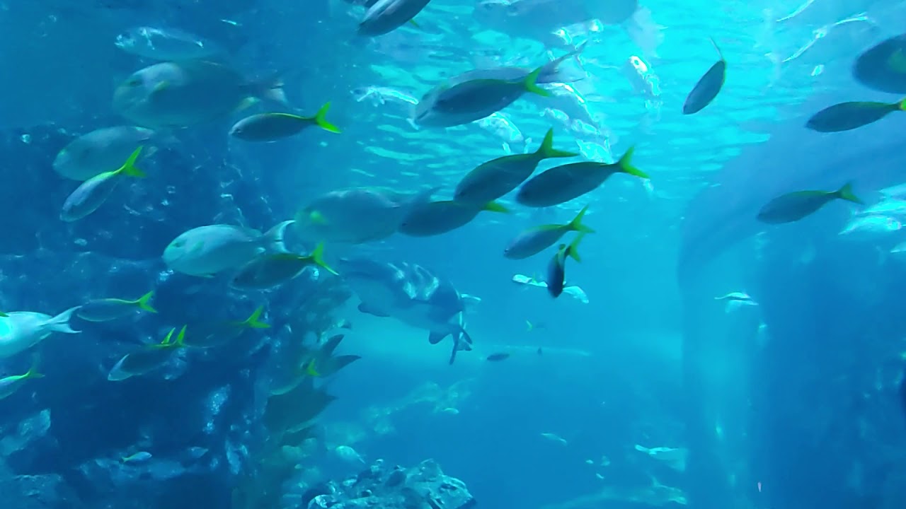 Sea Life Bangkok Ocean World at Siam Paragon , Thailand Dec 2019 - YouTube
