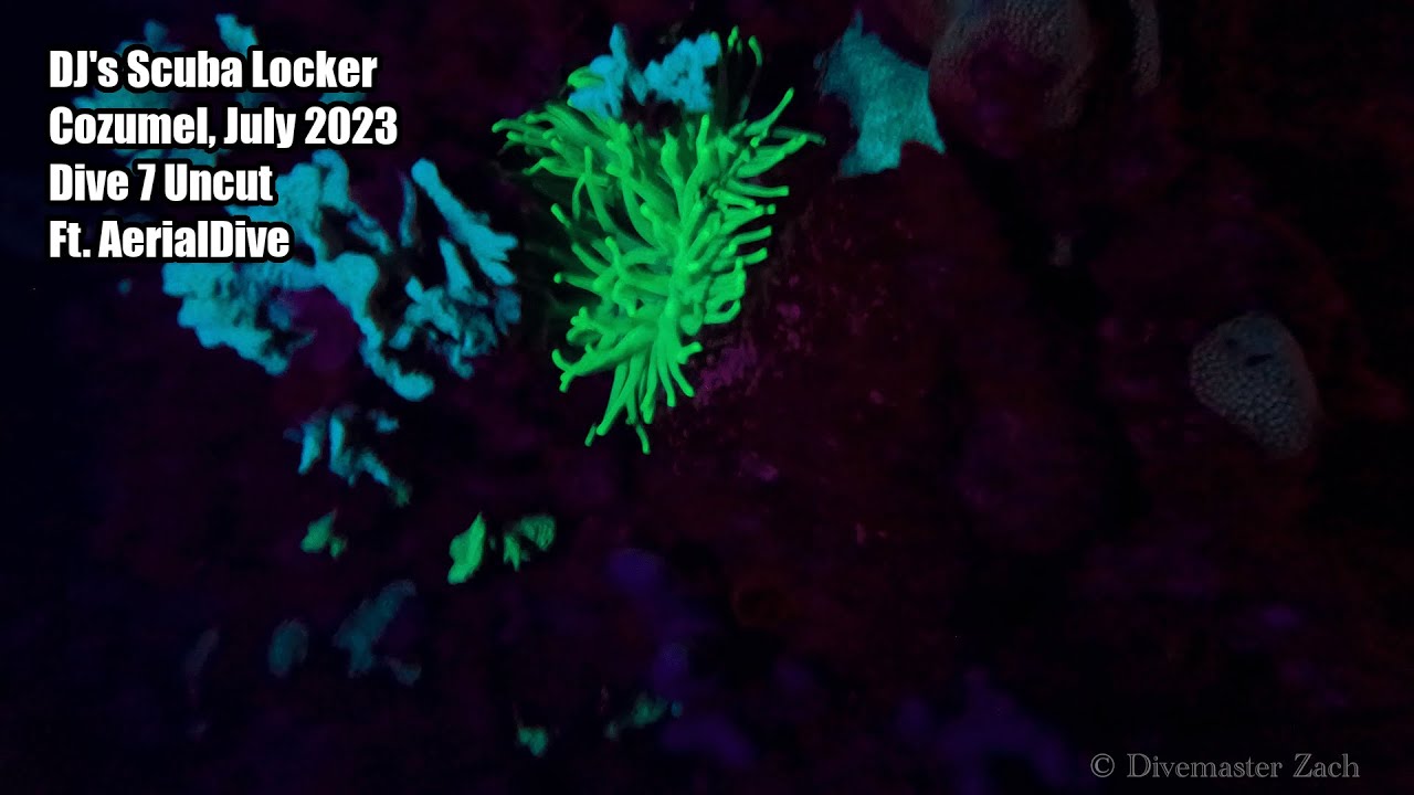 DJ's Scuba Locker Inc. Cozumel July 2023 Dive 7 Uncut Night Dive - YouTube