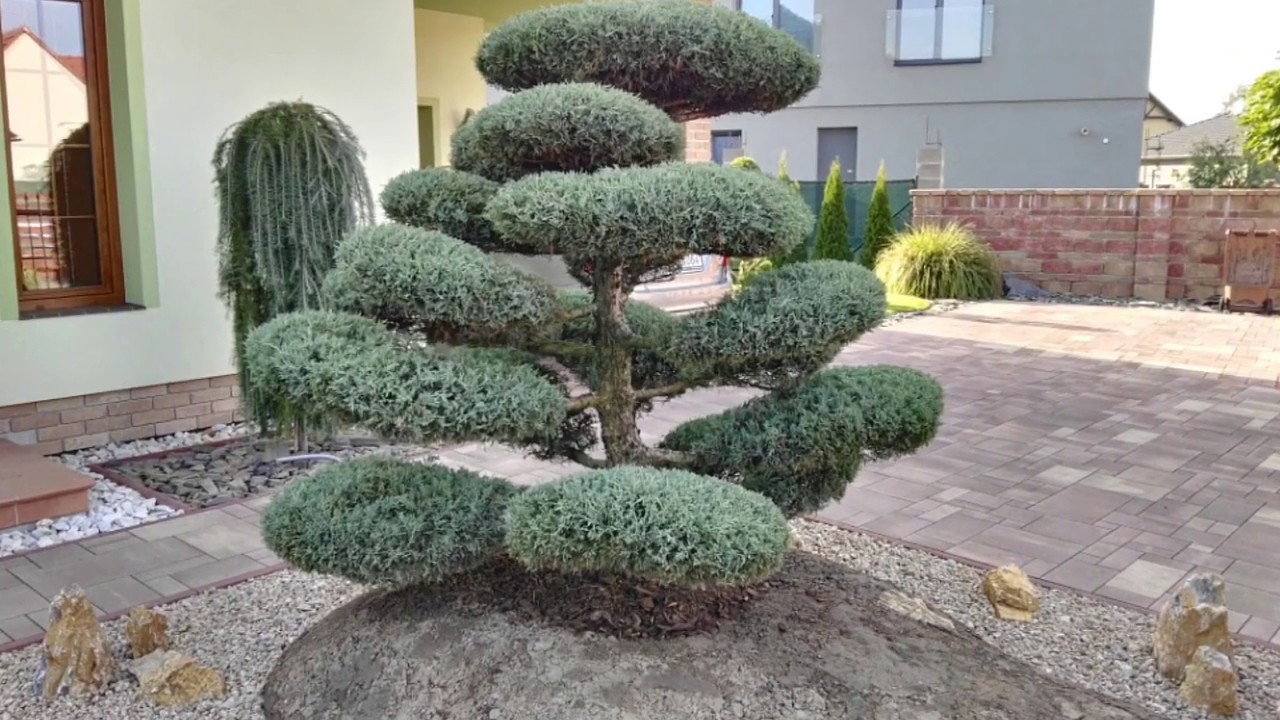 Tvarované stromy v okrasných zahradách - YouTube