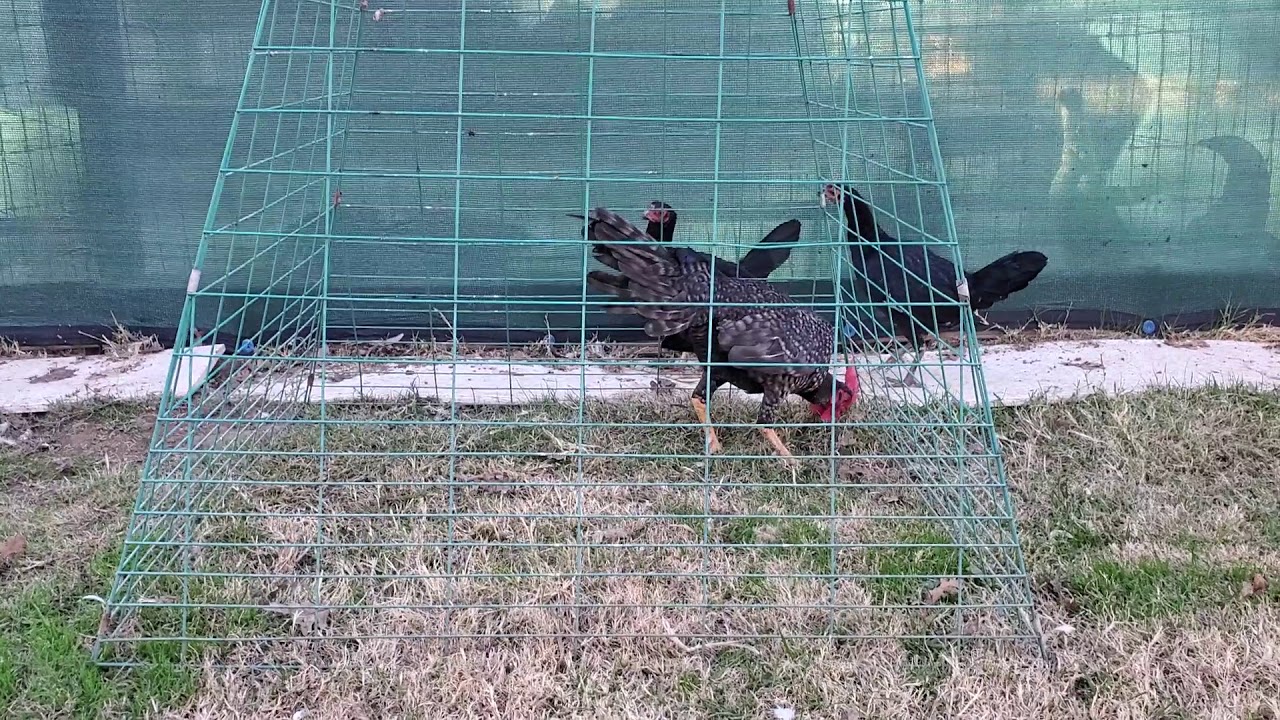 Dom Hennie stag, Gallino Bulico pollo 2020 - YouTube