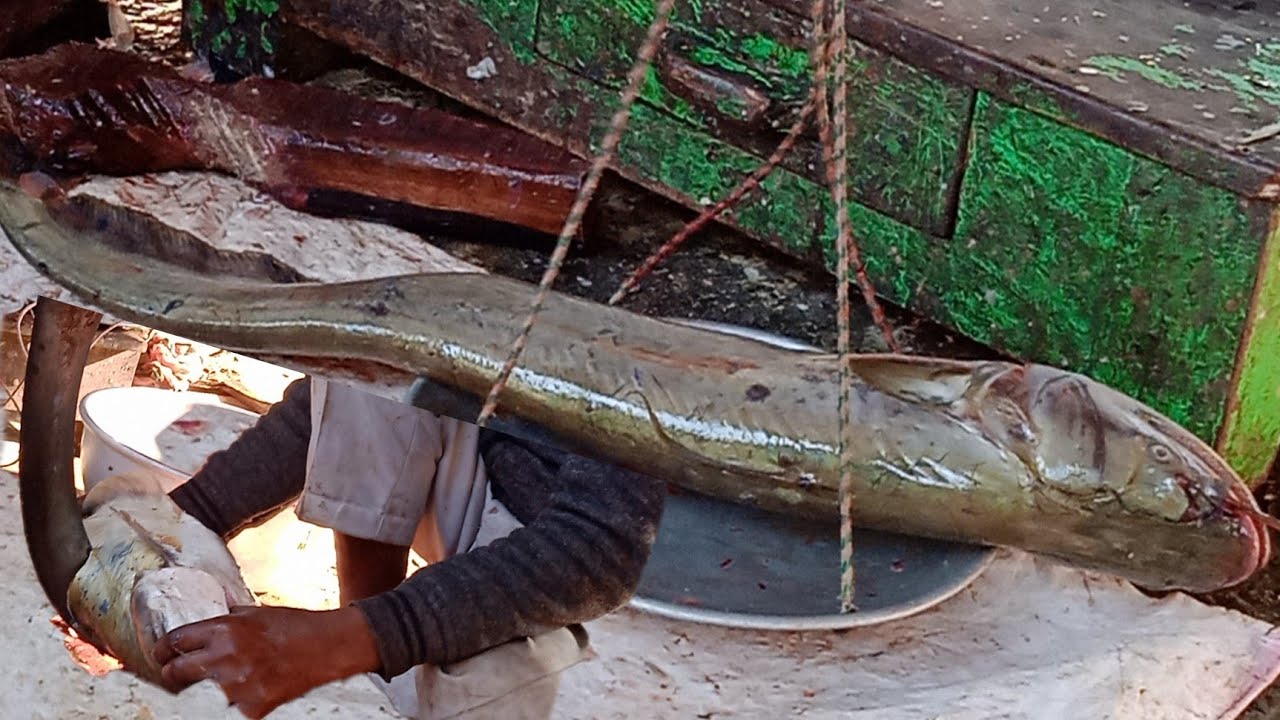 Live Buial Gaint Fish cutting Fastest fish cutter 2022 - Bual fish live ...