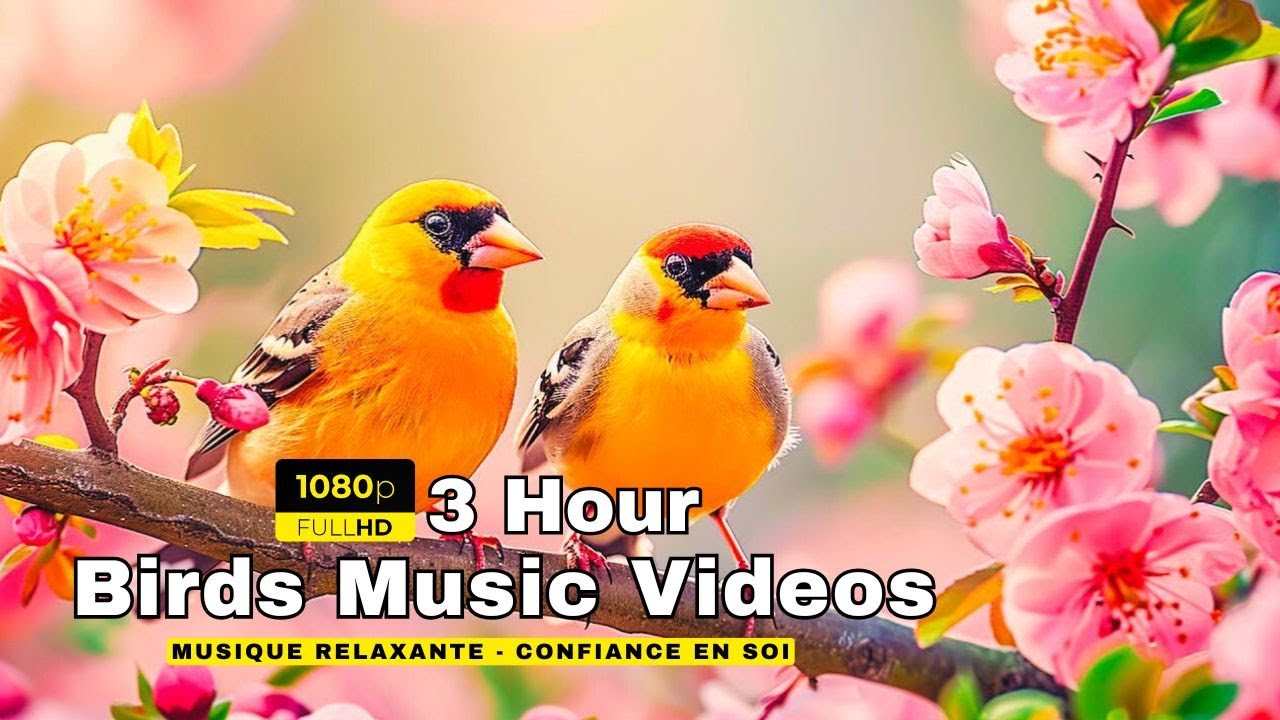 Bird Chirping Sound - 3 Hours of Beautiful Birds Relaxing Piano Music ...