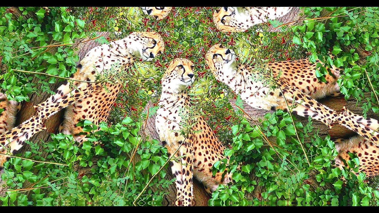 Wildlife V @DailyMusicVideo: Bring Peace To Earth and Save Wilderness ...