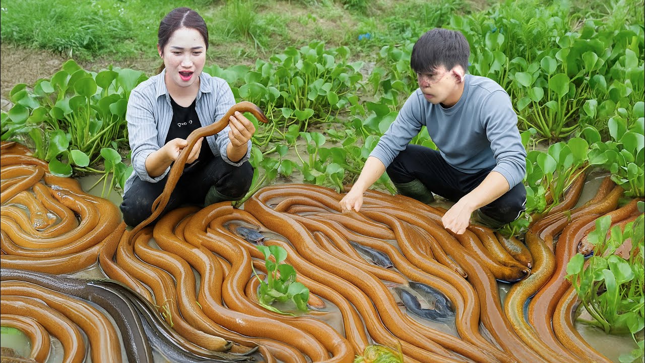 Harvesting Lots of Eels & Fish in the Swamp with the Help of a Homemade ...