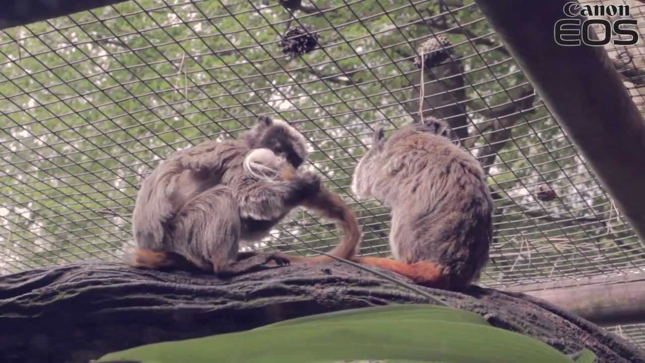 Monkey Land! - YouTube