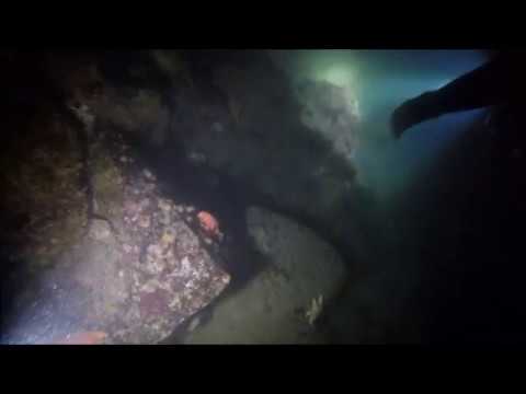 Scuba Diving at Night - Breakwater Cove Monterey, CA - March 2020 - YouTube