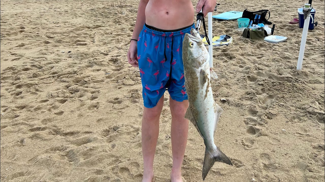 Nice blue fish at the beach - YouTube