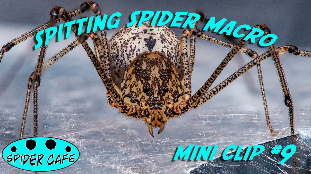 SPITTING SPIDER MACRO footage, Mini Clip #9 - YouTube
