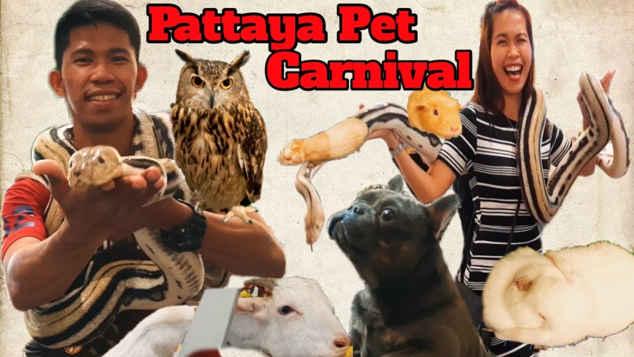 Amazing Animals / Pattaya Pet Carnival II buddoi Skylover - YouTube
