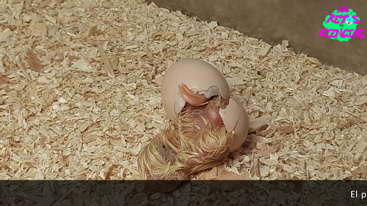 Eclosión y primeros minutos de vida de un pollito. - YouTube