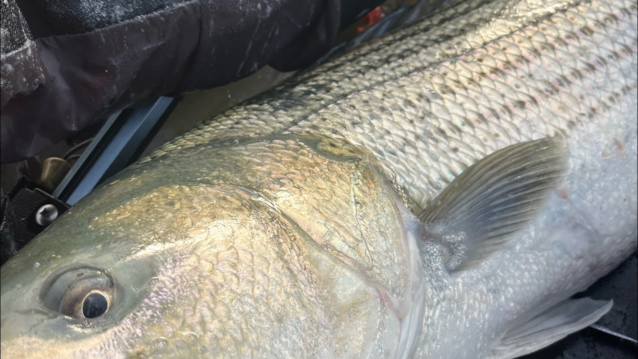 42” Striped Bass On A Live Lined Bunker Circle Hook - YouTube