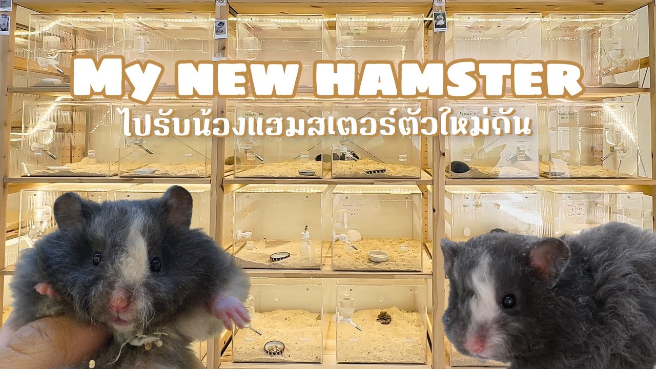 My New Hamster | ไปรับน้องแฮมสเตอร์ตัวใหม่กัน 🐹 - YouTube