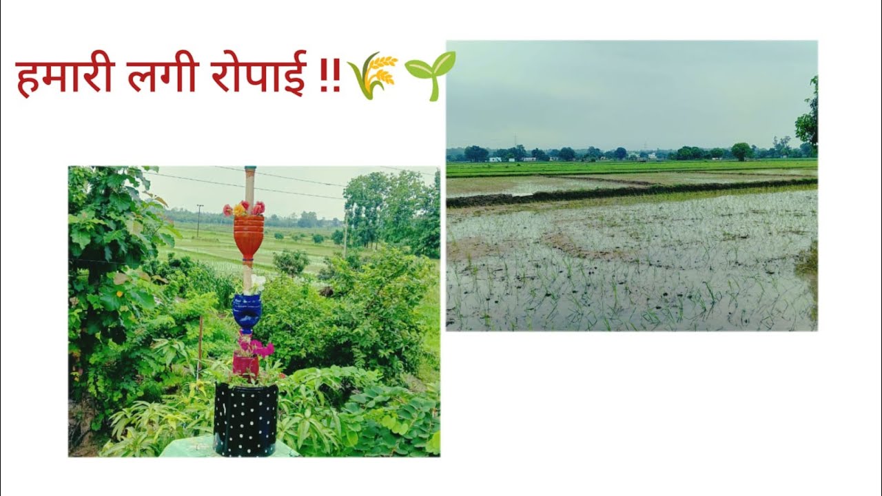 खेतों में हुआ काम शुरू। Shobha Bhatt #vlog - YouTube
