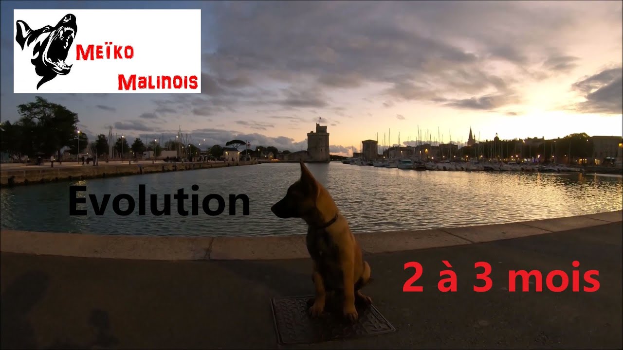 Malinois - Evolution 2 à 3 mois - YouTube