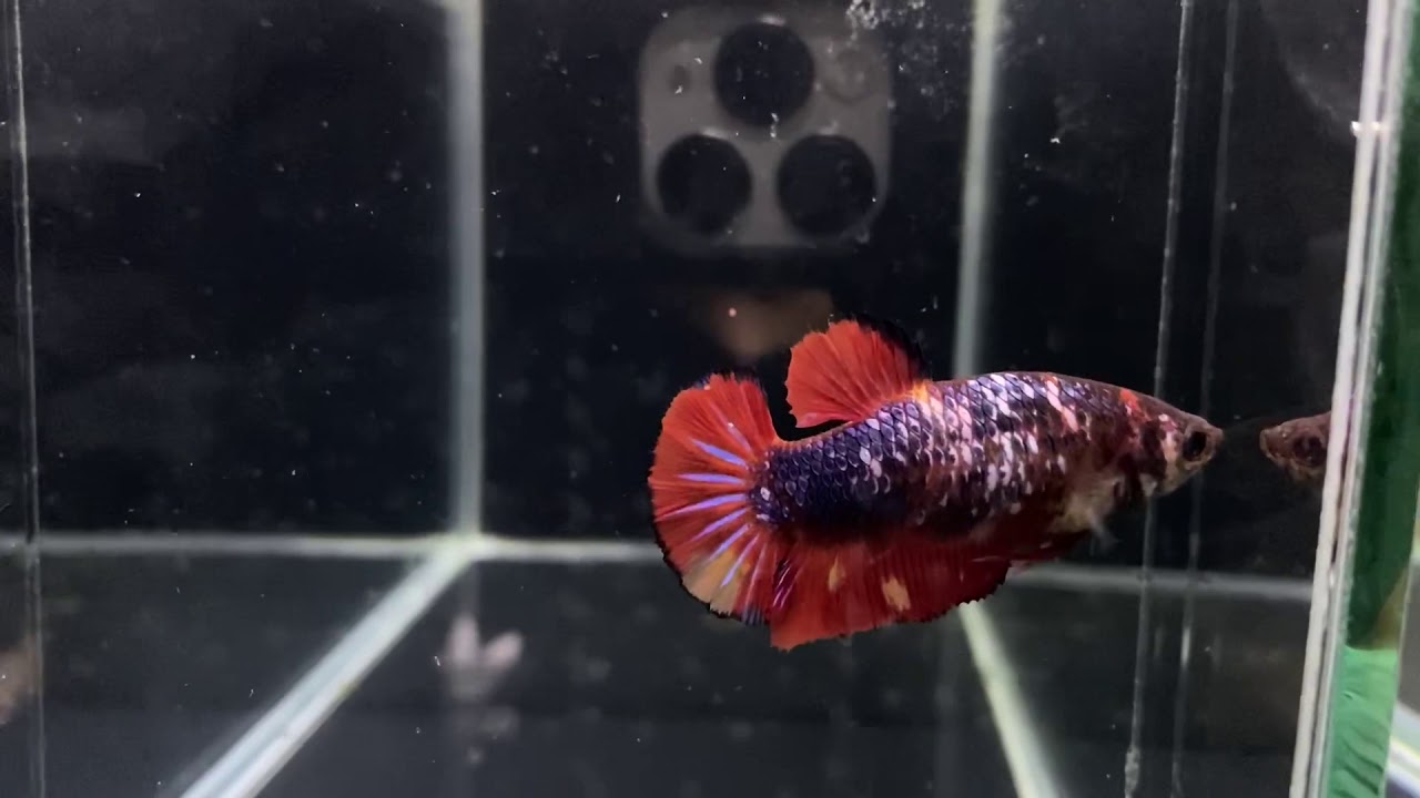 HMPK11 FEMALE CANDY FANCY 120 pln - YouTube