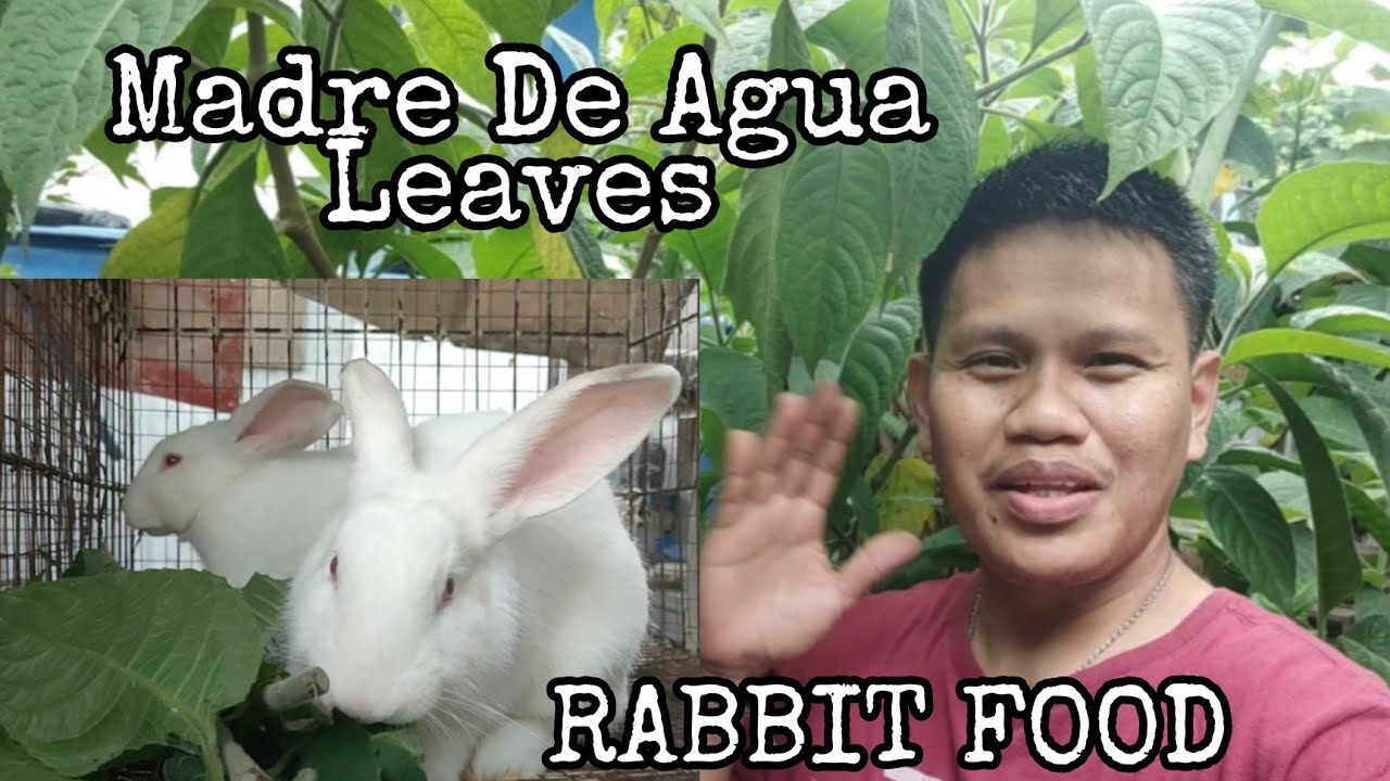 MADRE DE AGUA LEAVES - FOOD FOR RABBIT | PRODUCE MILK AND PROTEIN - YouTube