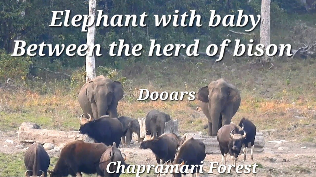 Elephant vs Bison #dooars #wildlife #animalplanet #discovery #Lataguri ...