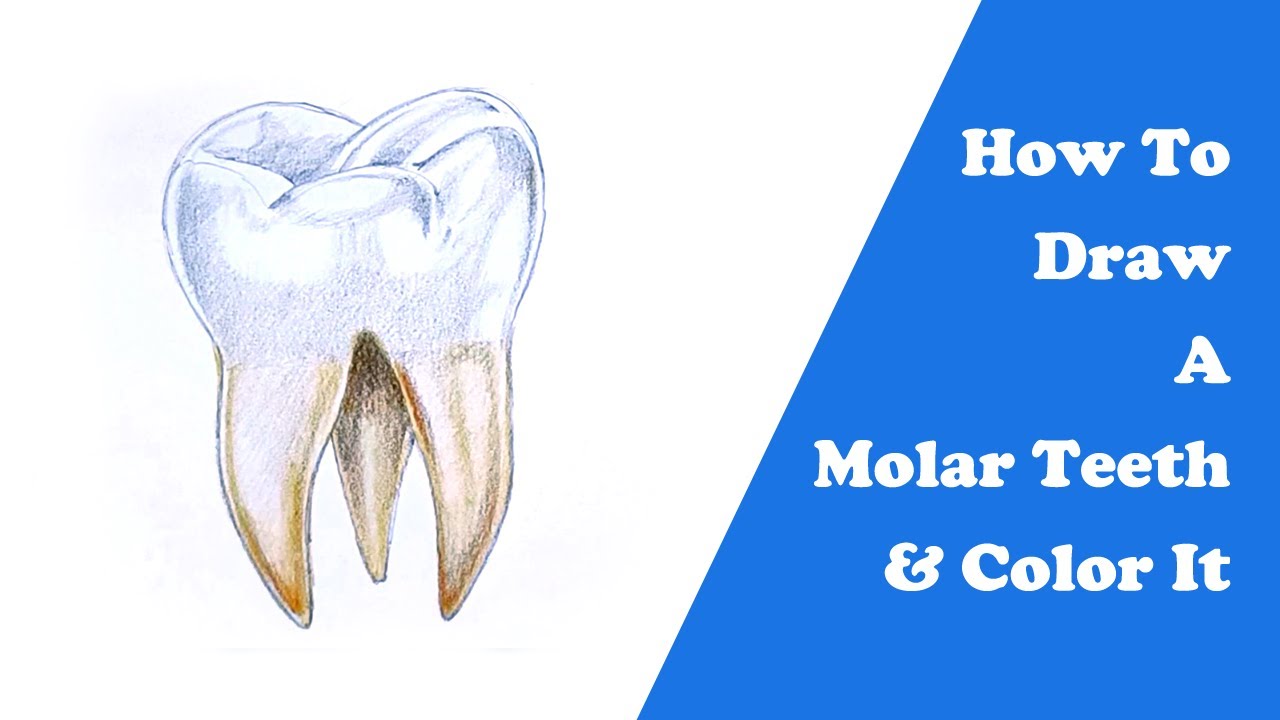How To Draw A Molar Teeth And Color It ️ 😬 | கடவாய் பல் வரைவது எப்படி ...