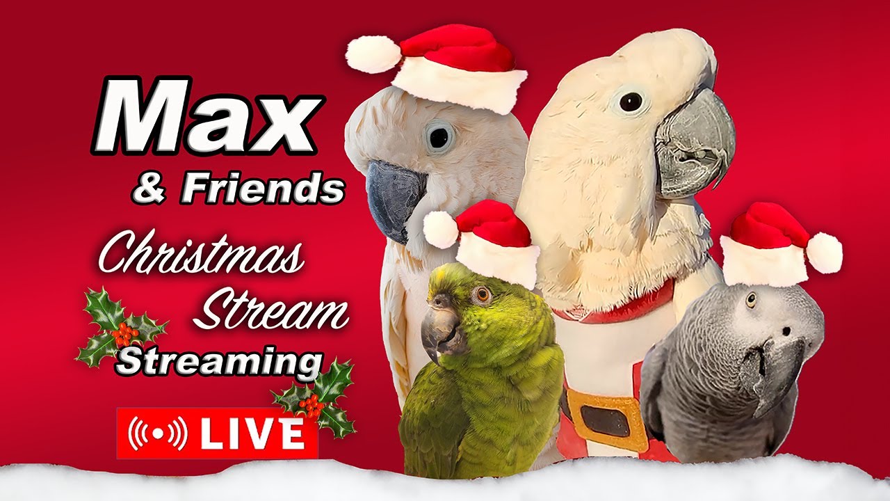 Festive Saturday Livestream: More Birdmas Fun! - YouTube