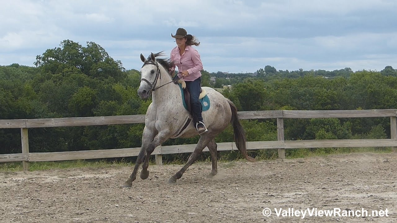 Duke - riding English - ValleyViewRanch.net - YouTube