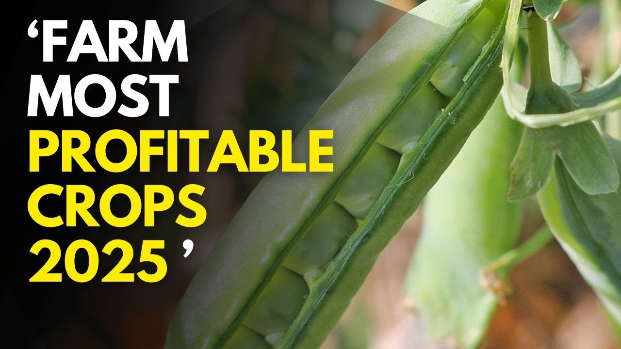 5 Most Profitable Crops to Grow in 2025 for Small Scale Farmers - YouTube