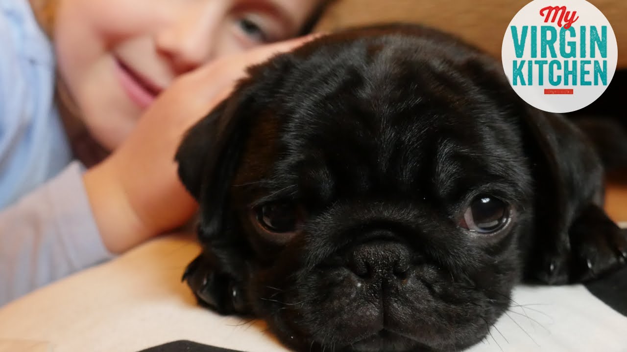 MEET OUR NEW PUG BOSTON! - YouTube