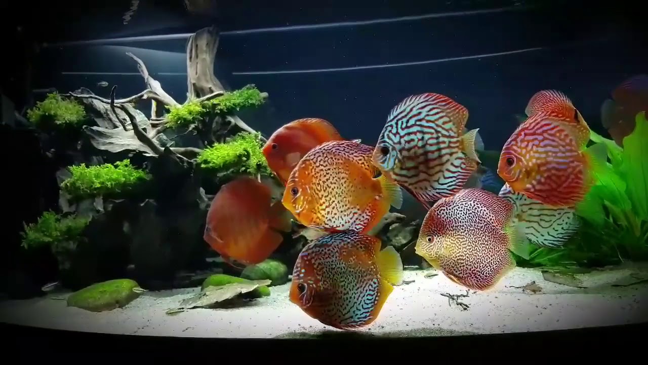 Stendker Discus Tank. New stunning Video by Reg Wilson - YouTube