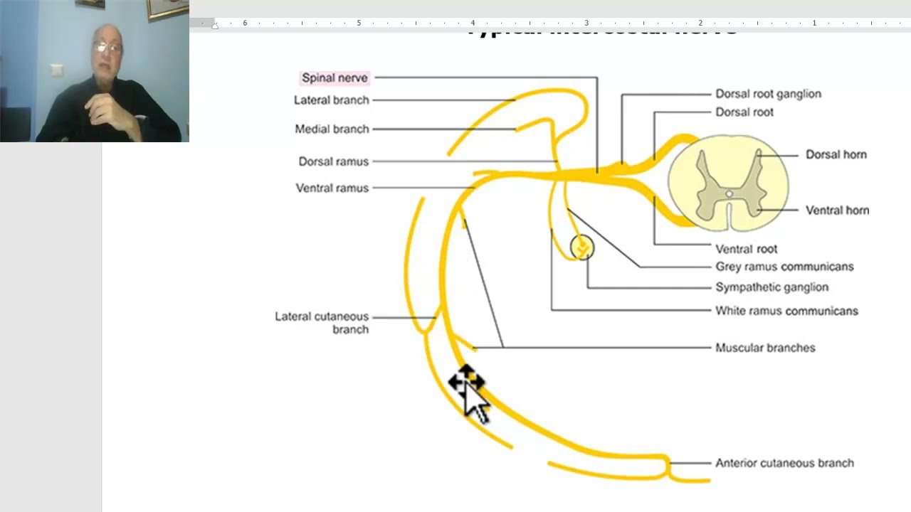 Anatomy for applied medical science(Respiratory Department) 1 ...