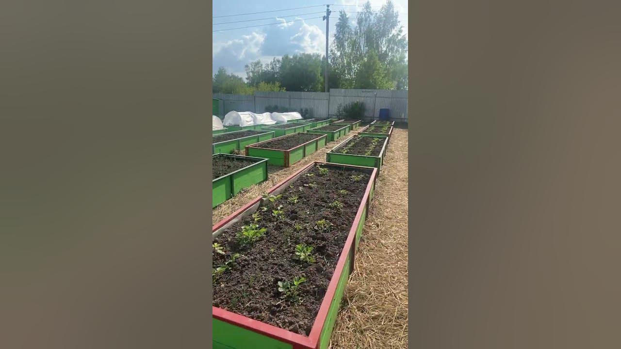 Наши грядки #грядки #грядка #каркасные_грядки #сад #мангал # ...