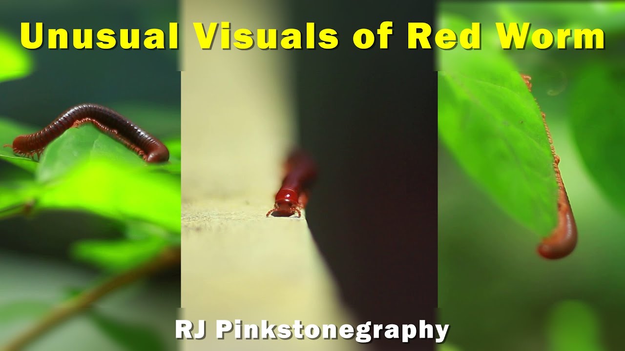 Unusual Visuals of Red Worm | RJ Pinkstonegraphy - YouTube