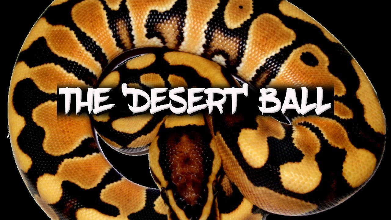 The Bittersweet 'Desert' Ball Python Morph - YouTube