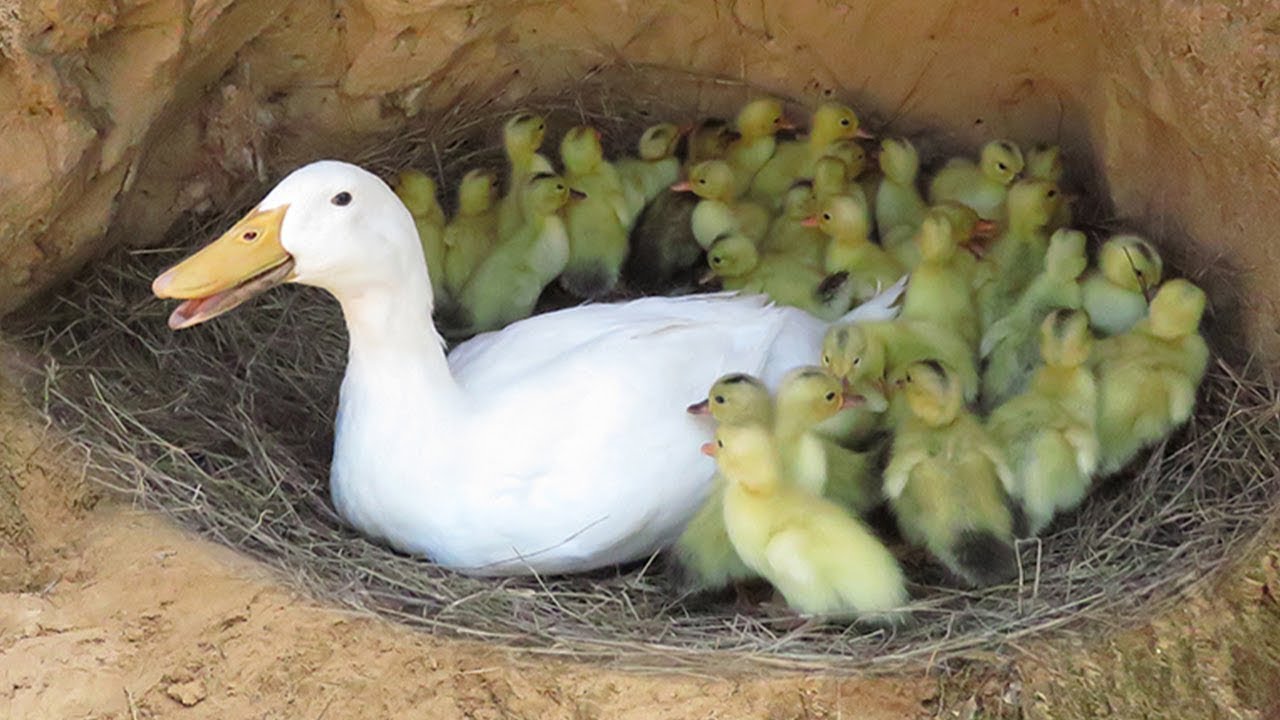 100 Ducklings Hatching From Eggs In The Nest | Wandering Duck Out Of ...