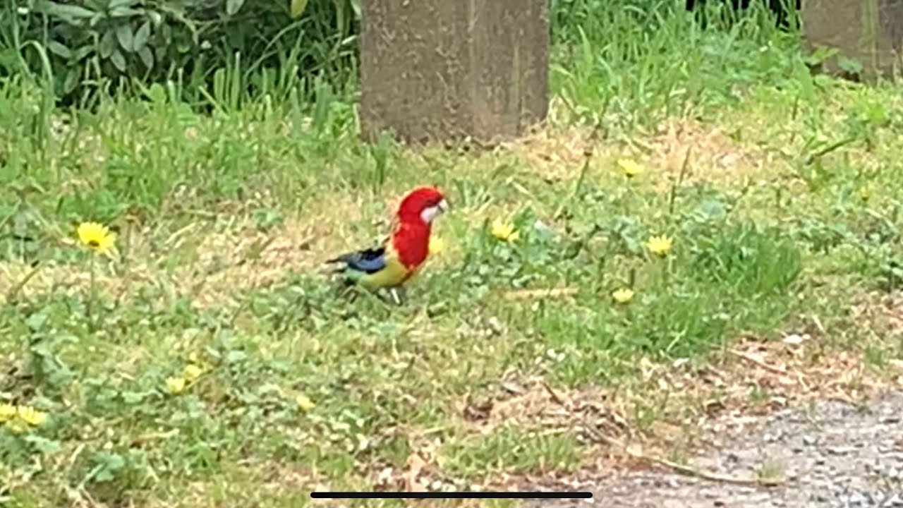 First time seeing these beautiful birds in Wellington - YouTube