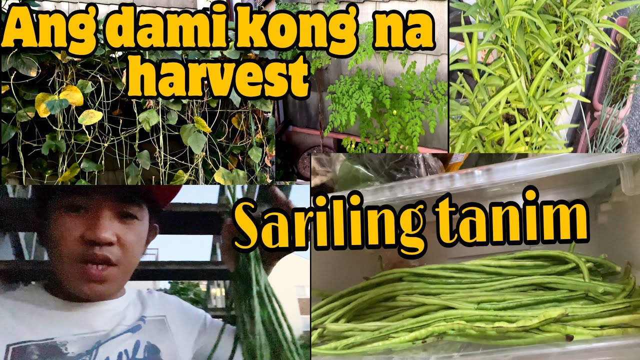 Ang sarap talaga pag may sariling tanim na gulay jade mendero Tv - YouTube