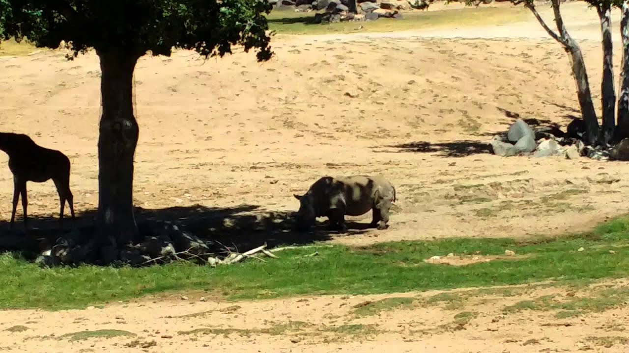 May.13,2014 san diego safari park africa tram - YouTube