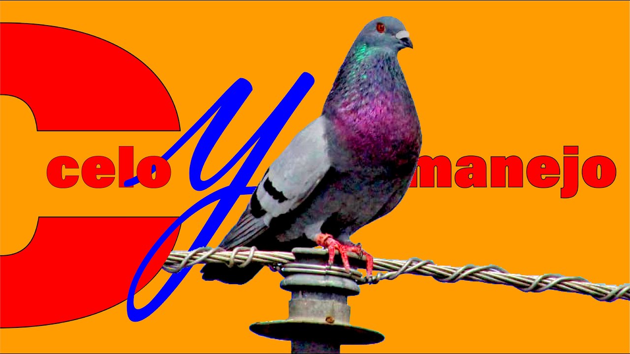 El Palomo de Conquista y el Manejo del Celo - YouTube