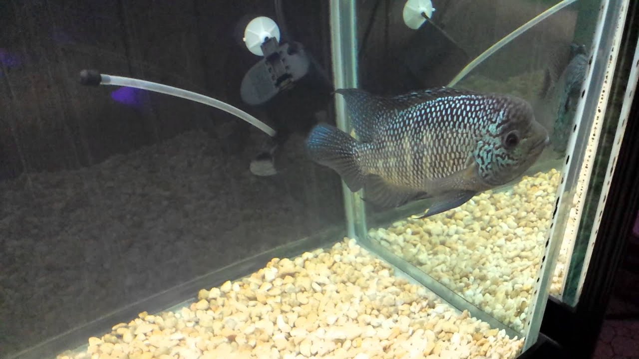 Beautiful Gorillus Black Umbee - YouTube