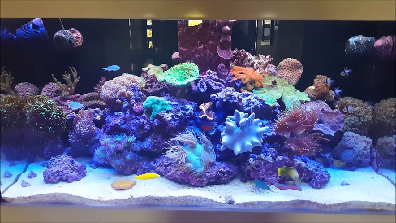 Aqua Reef 400: Update #6 - Detailed look under my tank - YouTube